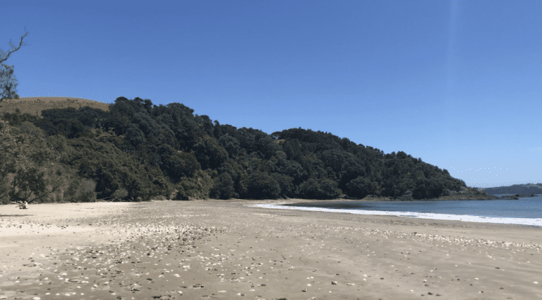 Tawhitokino Beach - An East Auckland Hidden Gem