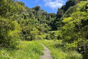 17 Best Auckland Walks and Hikes (2025)