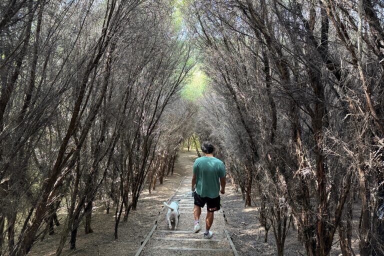 Mangemangeroa Reserve Walking Track, East Auckland